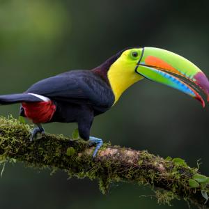 Най-грозната риба в света | Обекти