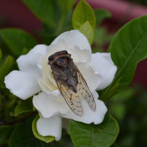 Най-грозната риба в света | Обекти