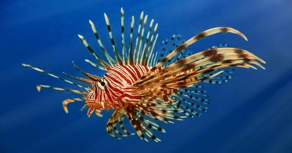 Зебра, но риба | Обекти