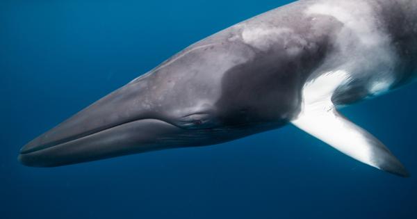 Как се храни южния малък ивичест кит | Обекти