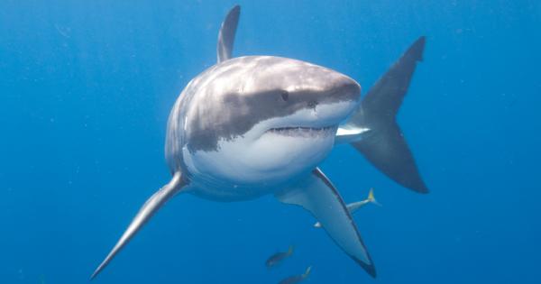 Вижте най-голямата бяла акула заснета на камера | Обекти